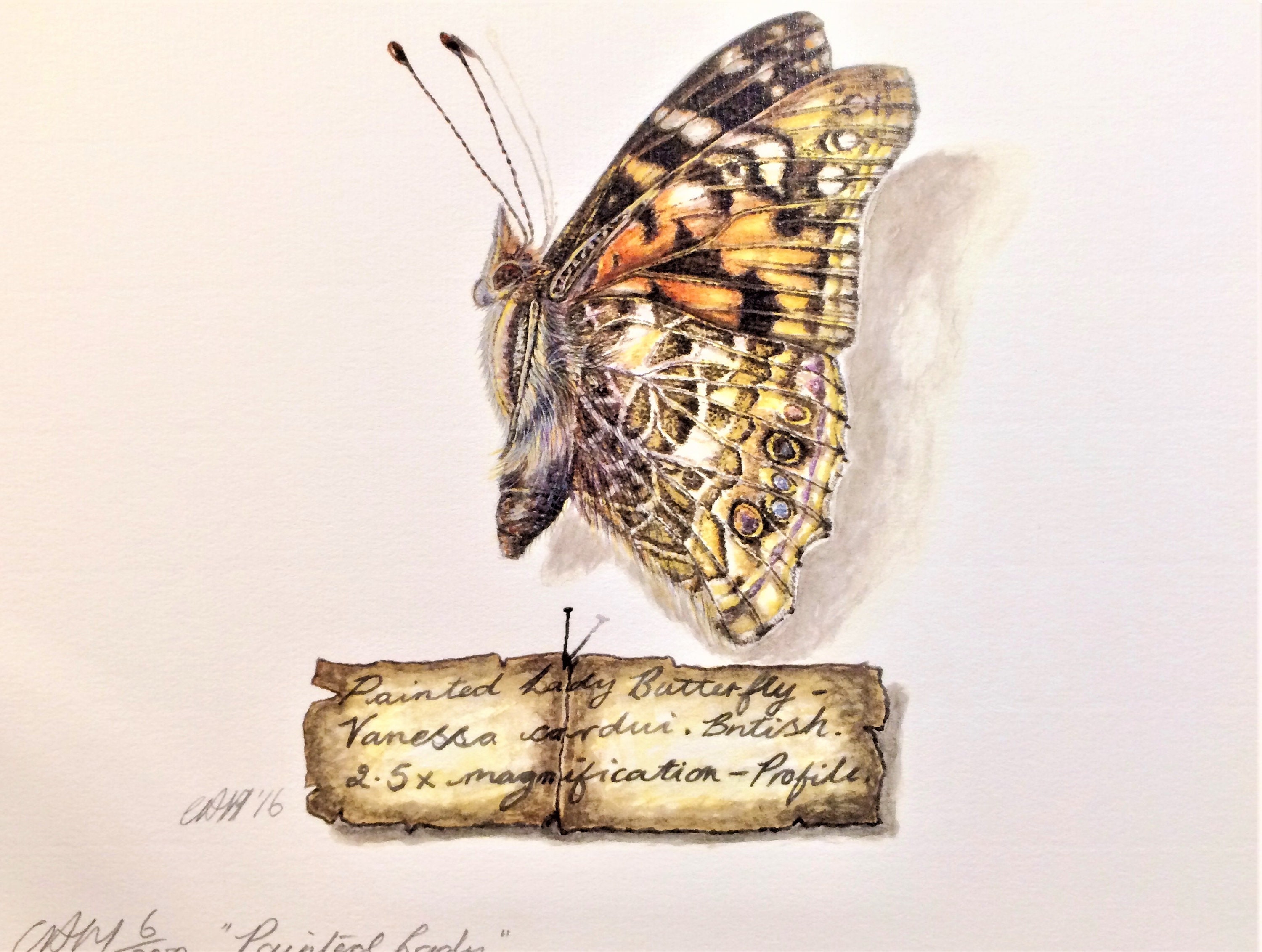 Vanessa Butterfly Drawing