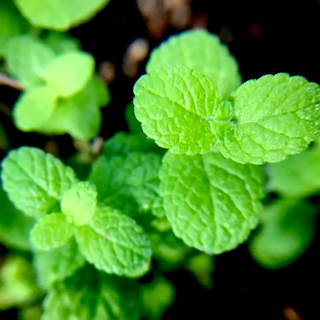 Applemint - LIVE Plant - Mentha Suaveolens, Apple Mint - Etsy