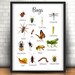 Insect Classroom Posters, Educational Printable Bug Posters for ...