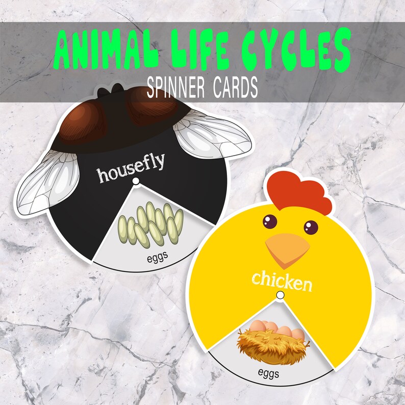 Life Cycle of ANIMAL Bee Butterfly Chicken Frog - Etsy