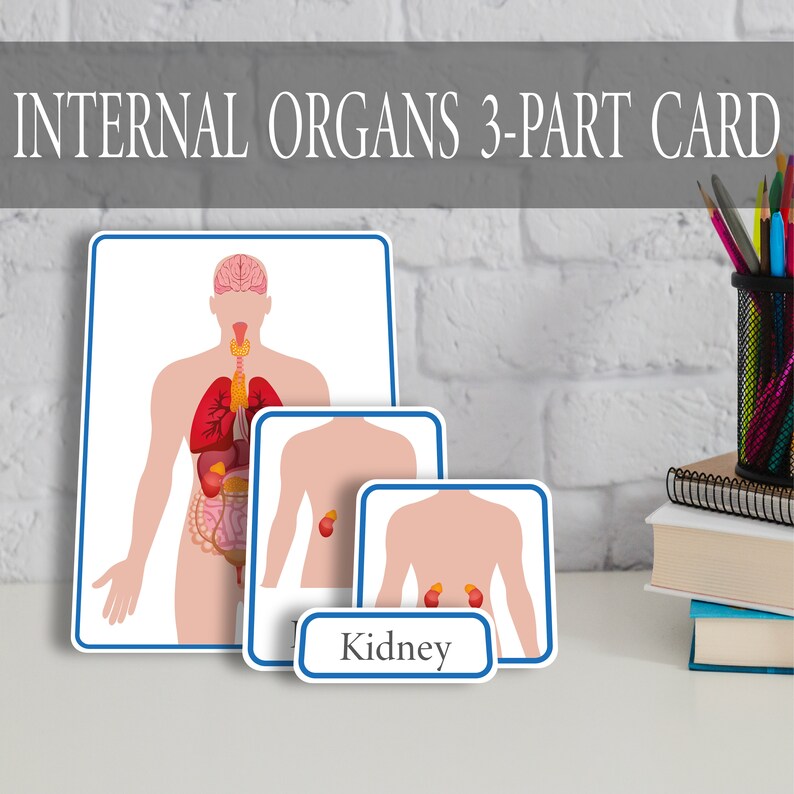 INTERNAL ORGANS Three Part Printable Nomenclature Montessori - Etsy