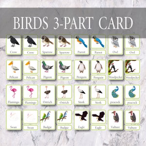 BIRD Three Part Flash Cards, Homeschool Animal Printable for Kids ...