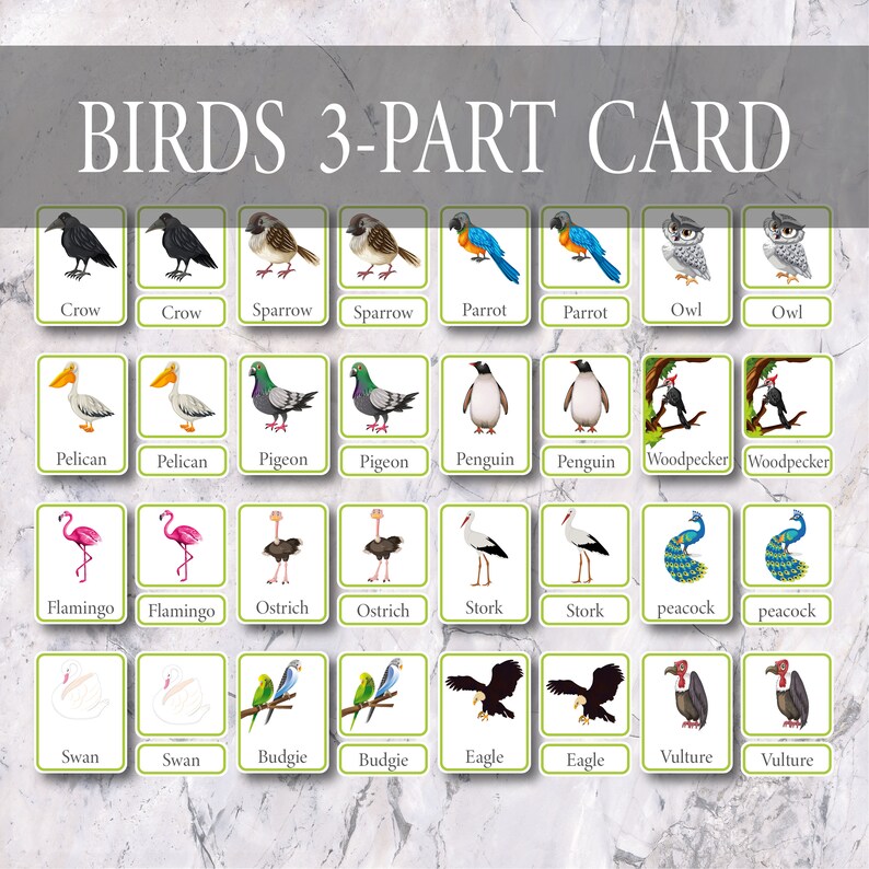 BIRD Three Part Flash Cards Homeschool Animal Printable for | Etsy