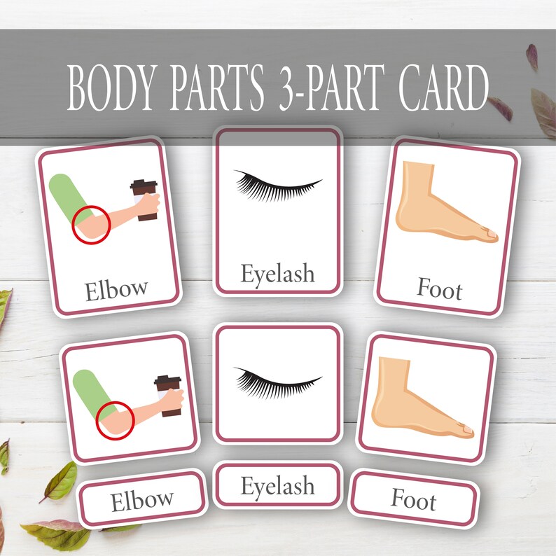 BODY PARTS Three Part Flash Cards, Printable Montessori Toddler ...
