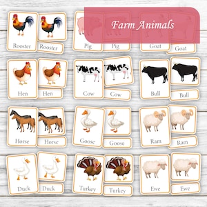 Animal Flashcards Set: Life Cycle, Tangram Game (PDF) - Etsy
