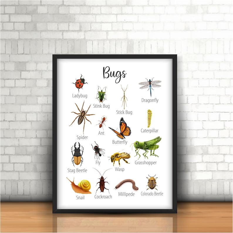 Insect Classroom Posters, Educational Printable Bug Posters for ...
