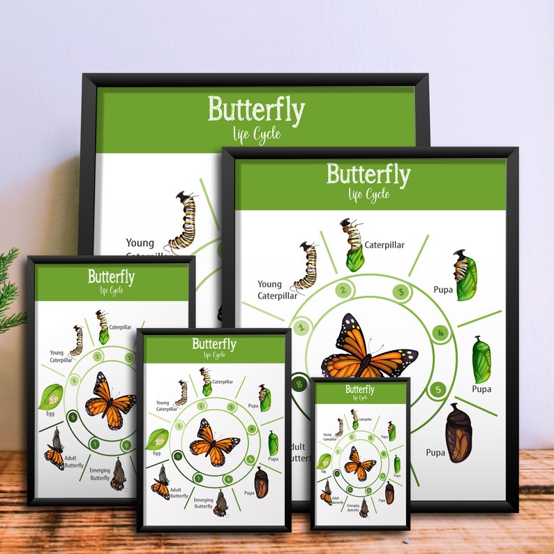 Butterfly Life Cycle Poster: Montessori Homeschool Printable (digital ...