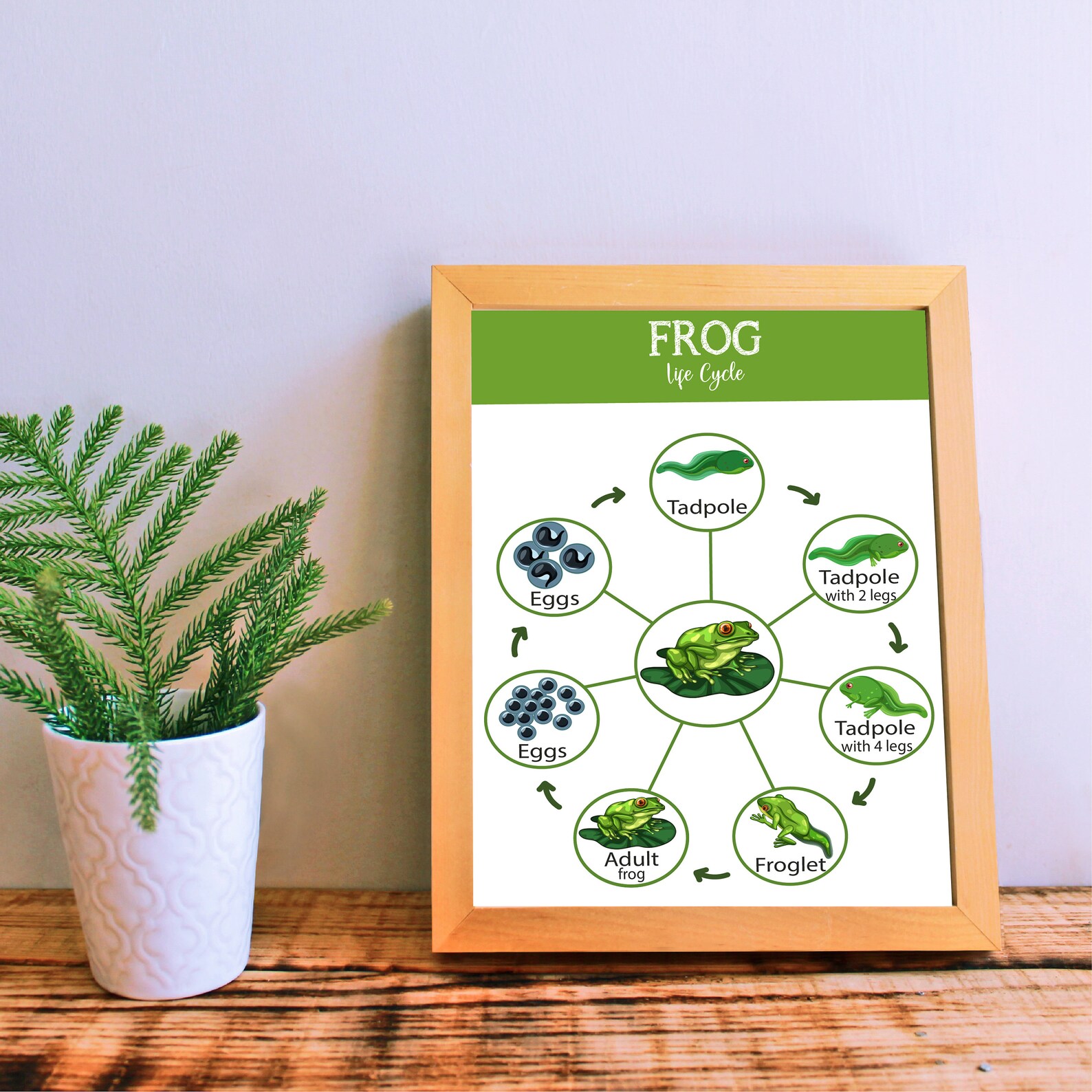 Life Cycle of a Frog Poster Playroom Montessori Wall Art | Etsy
