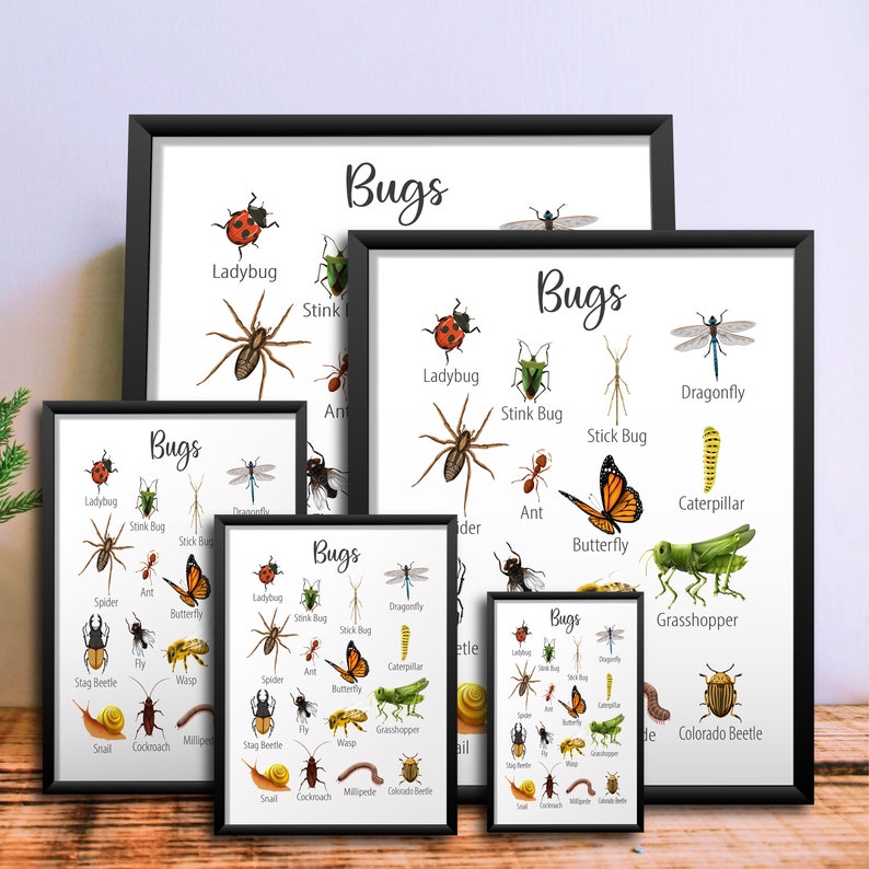 Insect Classroom Posters, Educational Printable Bug Posters for ...