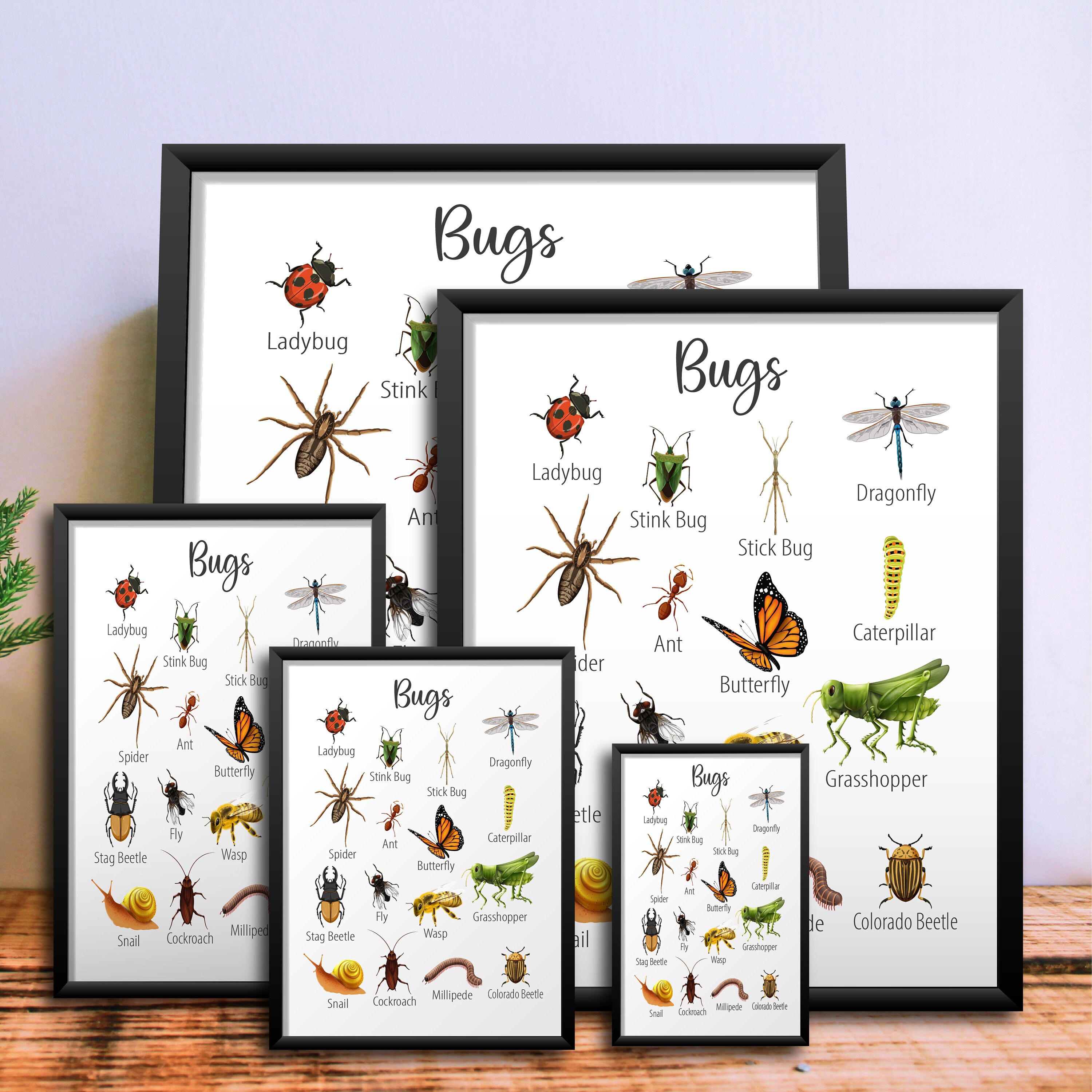 Insect Poster Animal Bug Printables for Kids Learning | Etsy