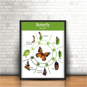 Life Cycle of Butterfly Poster, Animal Printable, Montessori ...