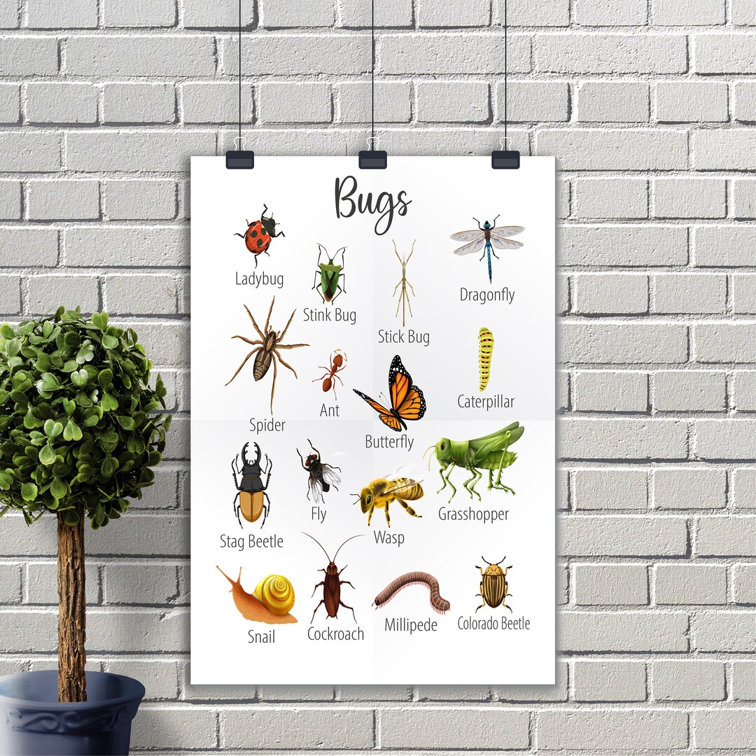 Insect Poster, Animal Bug Printables for Kids, Learning Animals, Gift ...