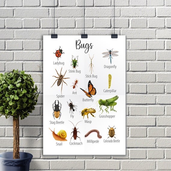 Insect Poster Animal Bug Printables for Kids Learning | Etsy