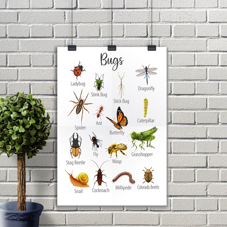 Insect Classroom Posters, Educational Printable Bug Posters for ...