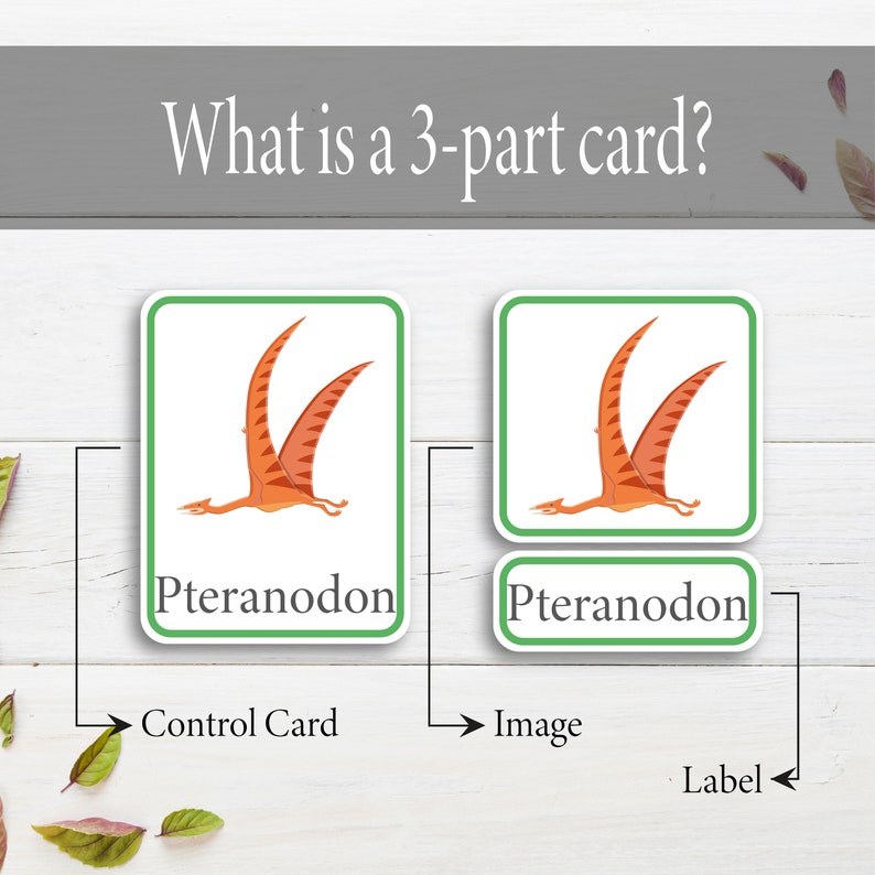 DINOSAURS Three Part Flash Cards, Montessori Printable Flashcards ...