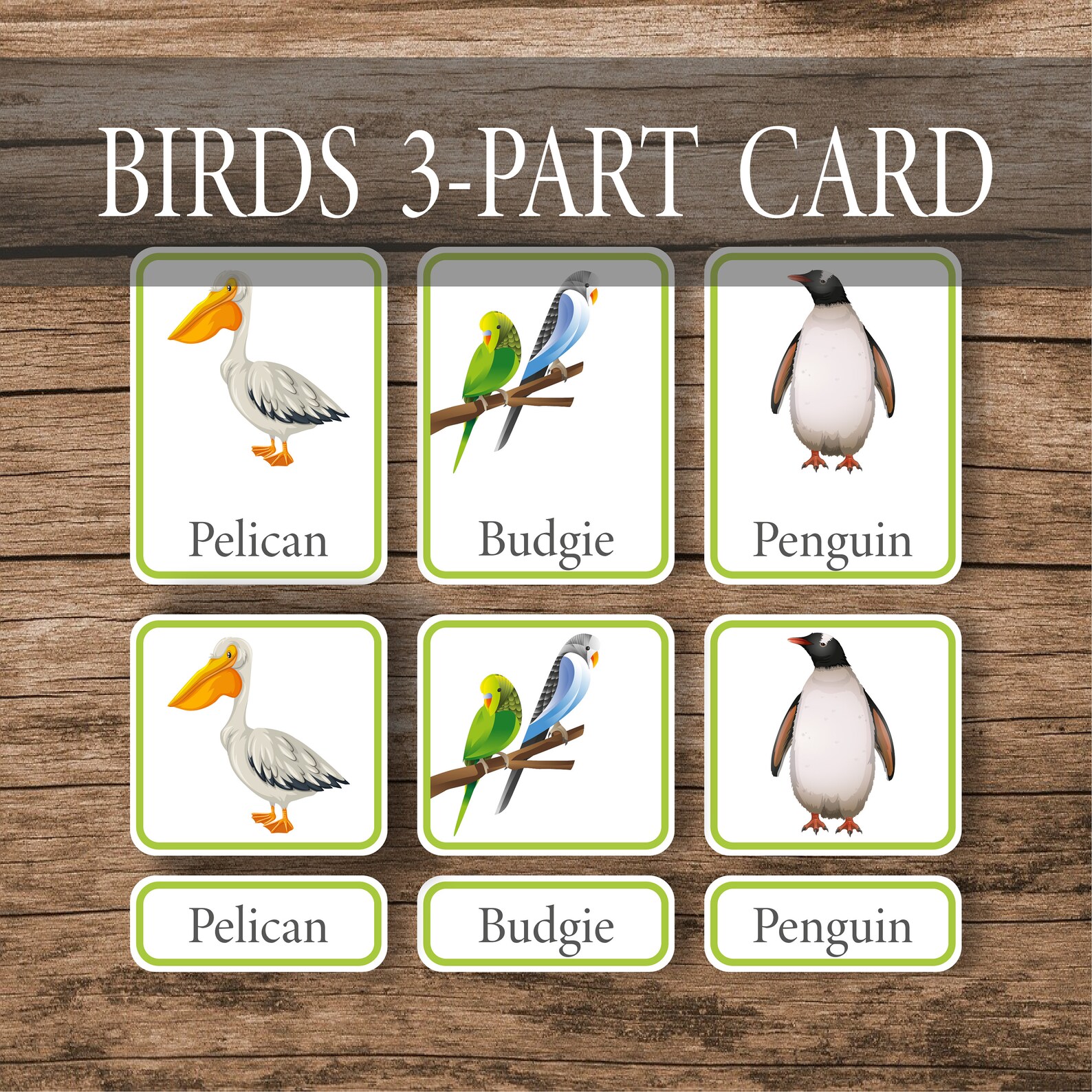 BIRD Three Part Flash Cards Homeschool Animal Printable for | Etsy