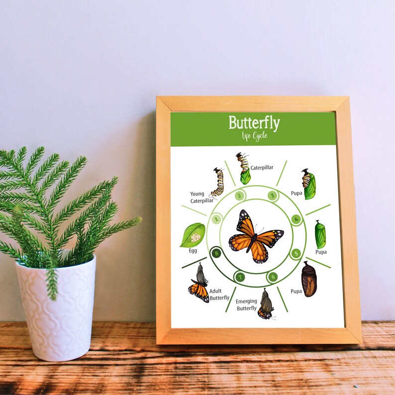 Life Cycle of Butterfly Poster, Animal Printable, Montessori ...