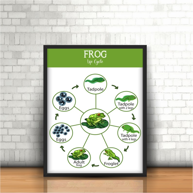 Life Cycle of a Frog Poster, Playroom Montessori Wall Art, Nursery ...