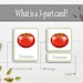 VEGETABLES Three Part Flash Cards Montessori Resources - Etsy