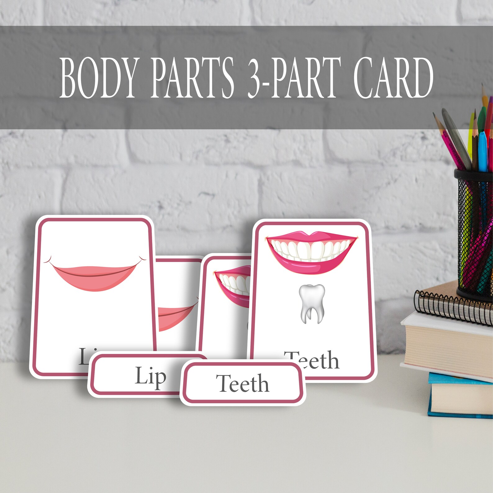 BODY PARTS Three Part Flash Cards, Printable Montessori Toddler ...