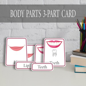 BODY PARTS Three Part Flash Cards, Printable Montessori Toddler ...