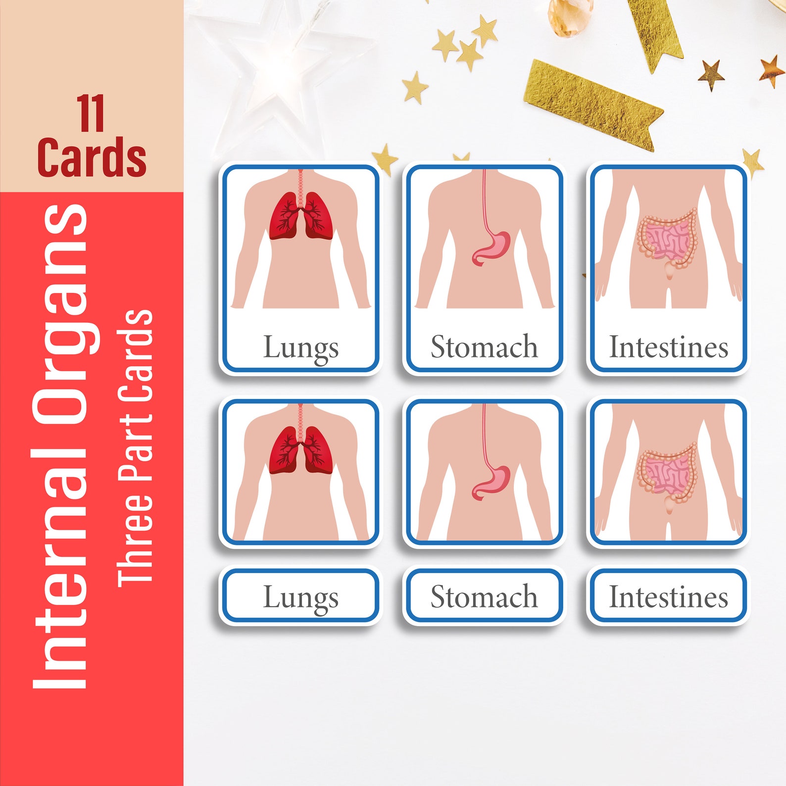 Internal Organs Flash Cards: Montessori Anatomy Nomenclature (PDF) - Etsy