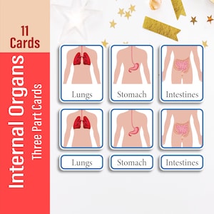 INTERNAL ORGANS Three Part Printable Nomenclature Montessori - Etsy