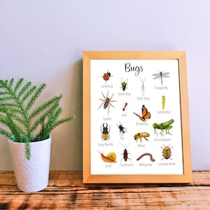 Insect Classroom Posters, Educational Printable Bug Posters for ...
