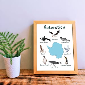 Antarctica Animals Poster |antarctica Animals Illustration | Kids Room ...