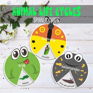 Life Cycle of ANIMAL Spinner Card, Educational Printable Paper Toy ...