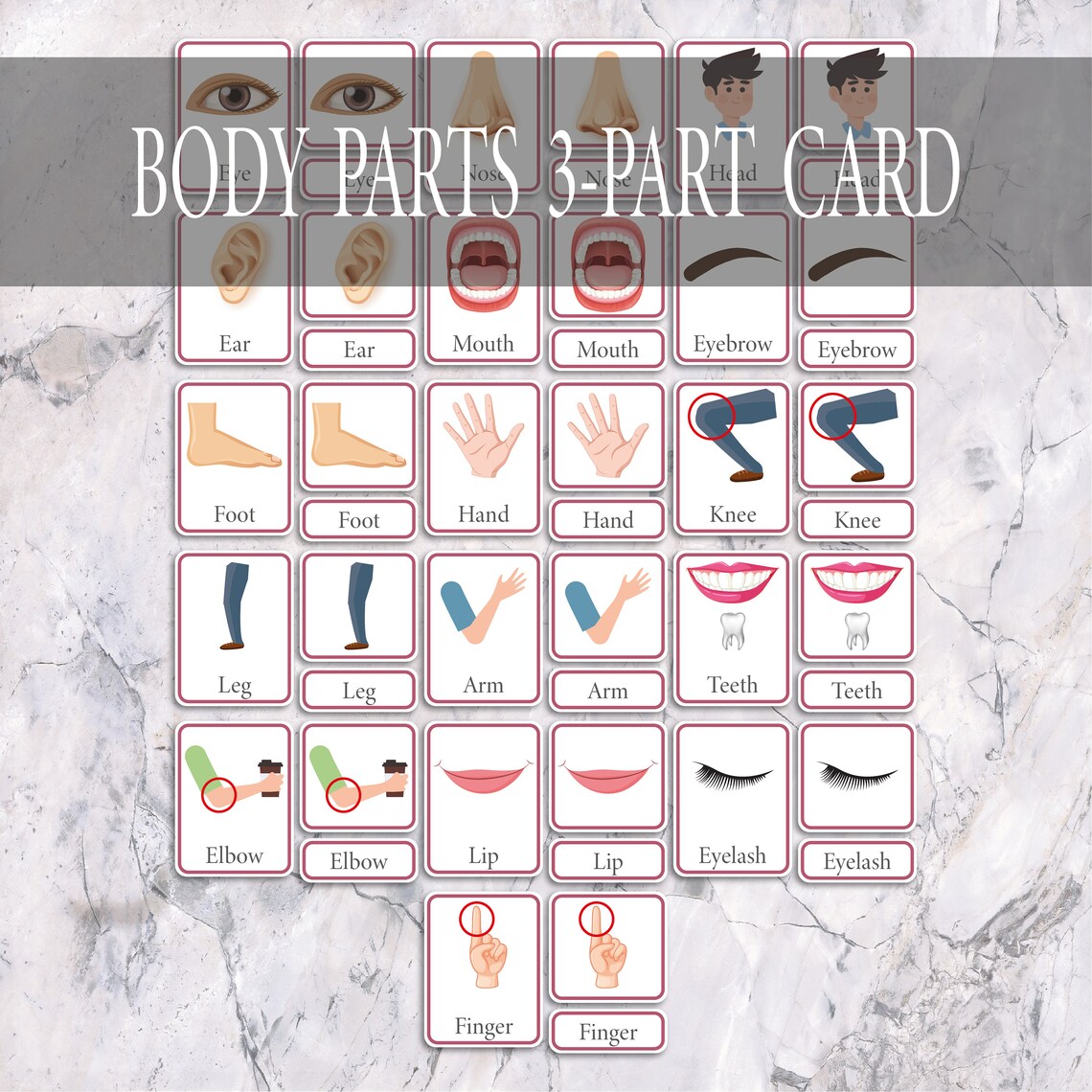 BODY PARTS Three Part Flash Cards, Printable Montessori Toddler ...