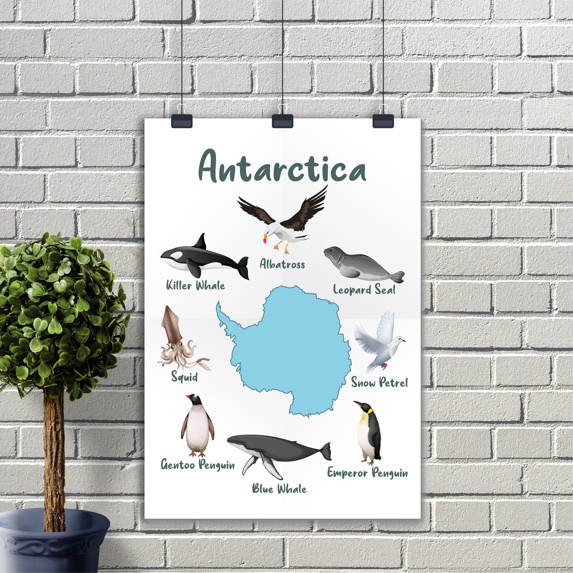 Antarctica Animals Poster antarctica Animals Illustration - Etsy