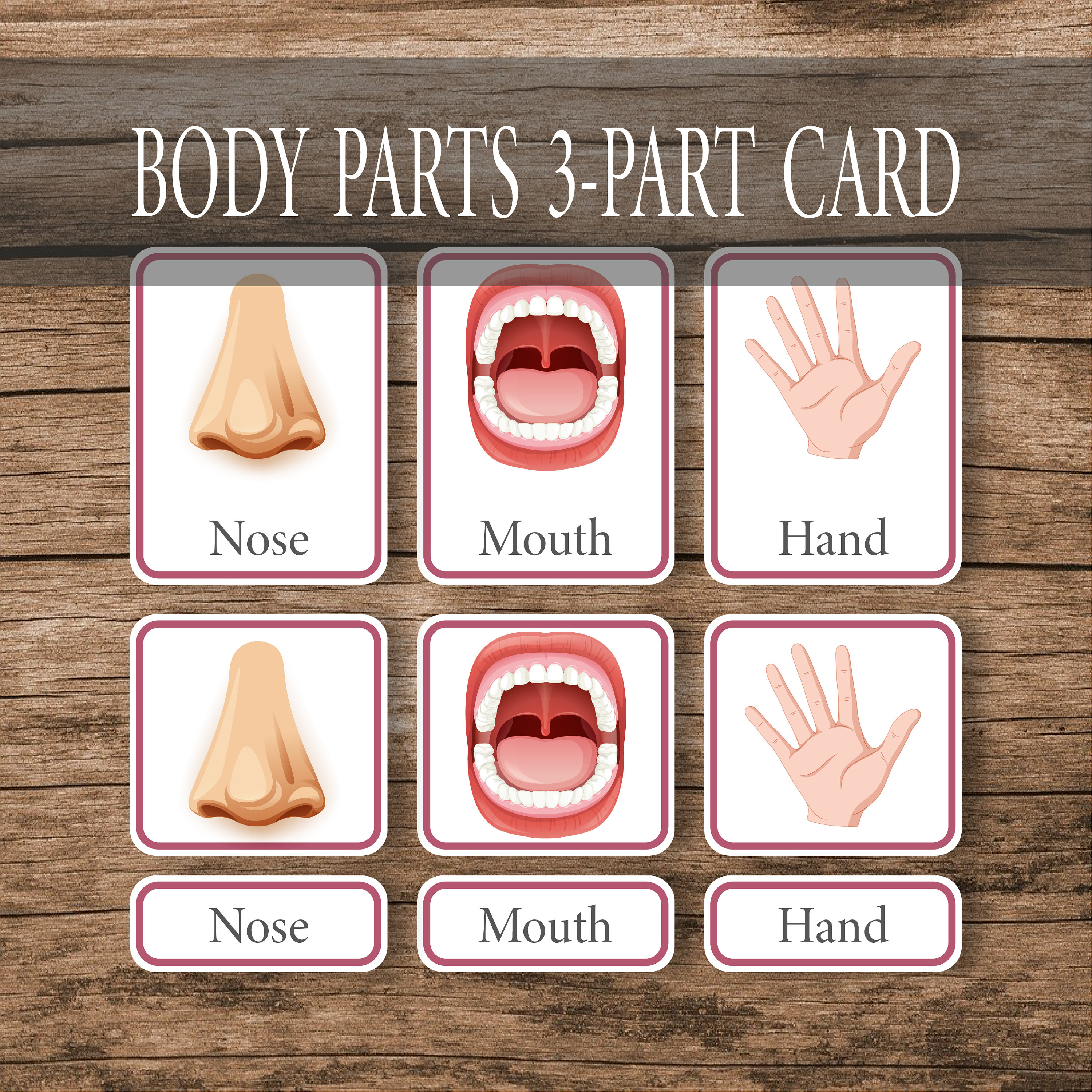 BODY PARTS Three Part Flash Cards, Printable Montessori Toddler ...