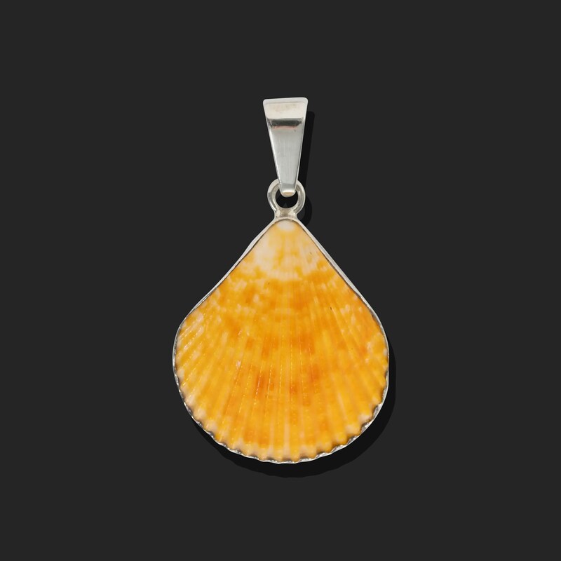 Sunrise Shell - Etsy