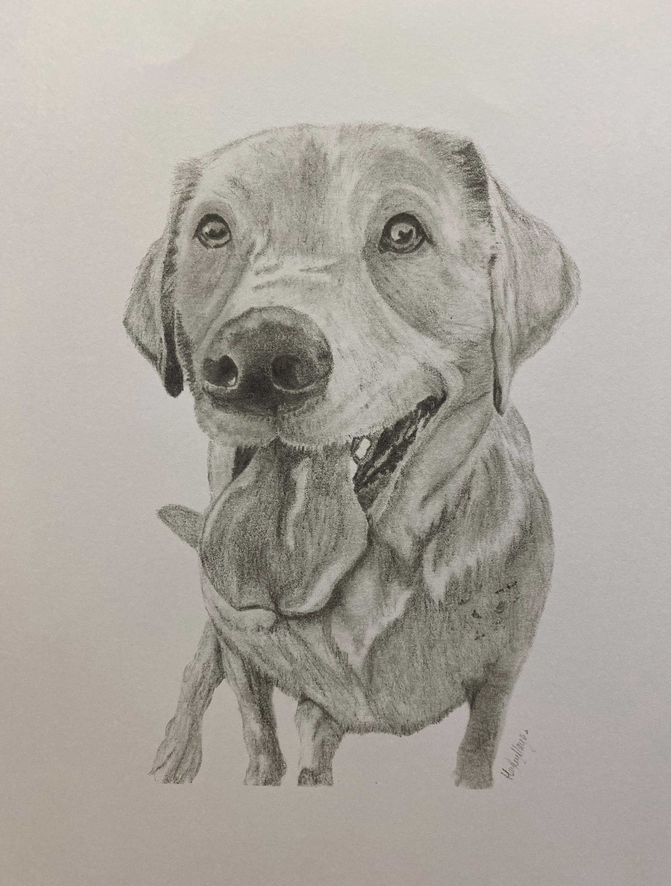 Labrador Pencil Drawing | Etsy