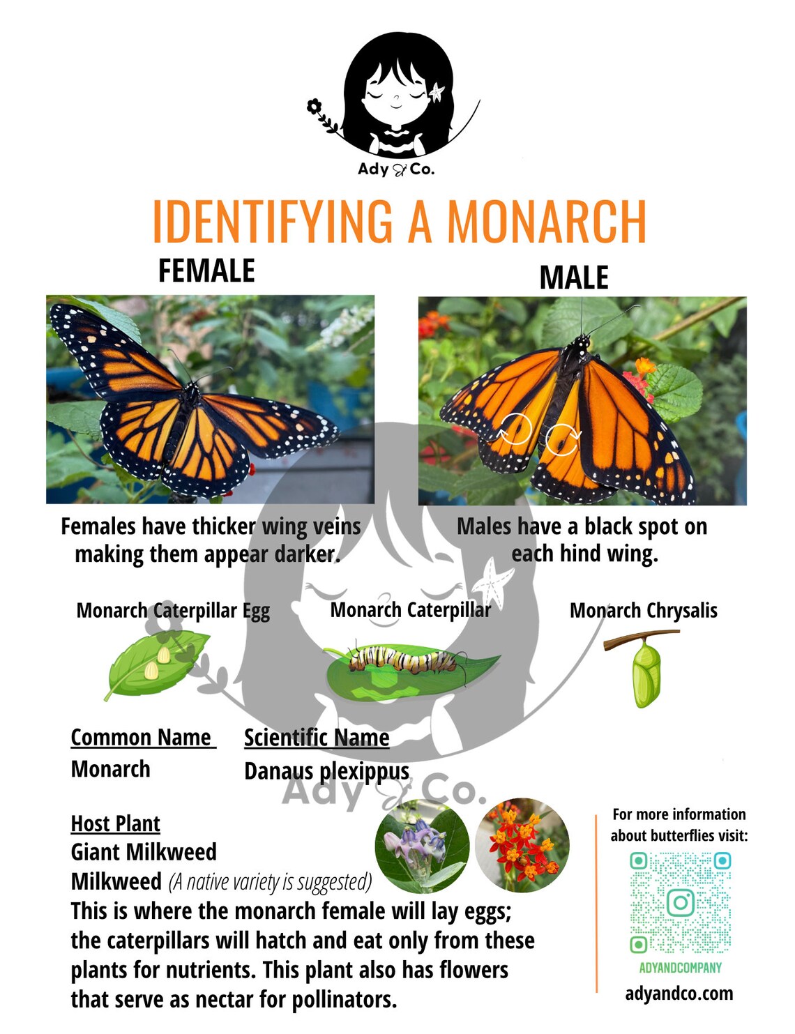 Identifying a Monarch Butterfly (male/female) - Etsy