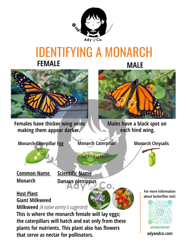 Identifying a Monarch Butterfly (male/female) - Etsy