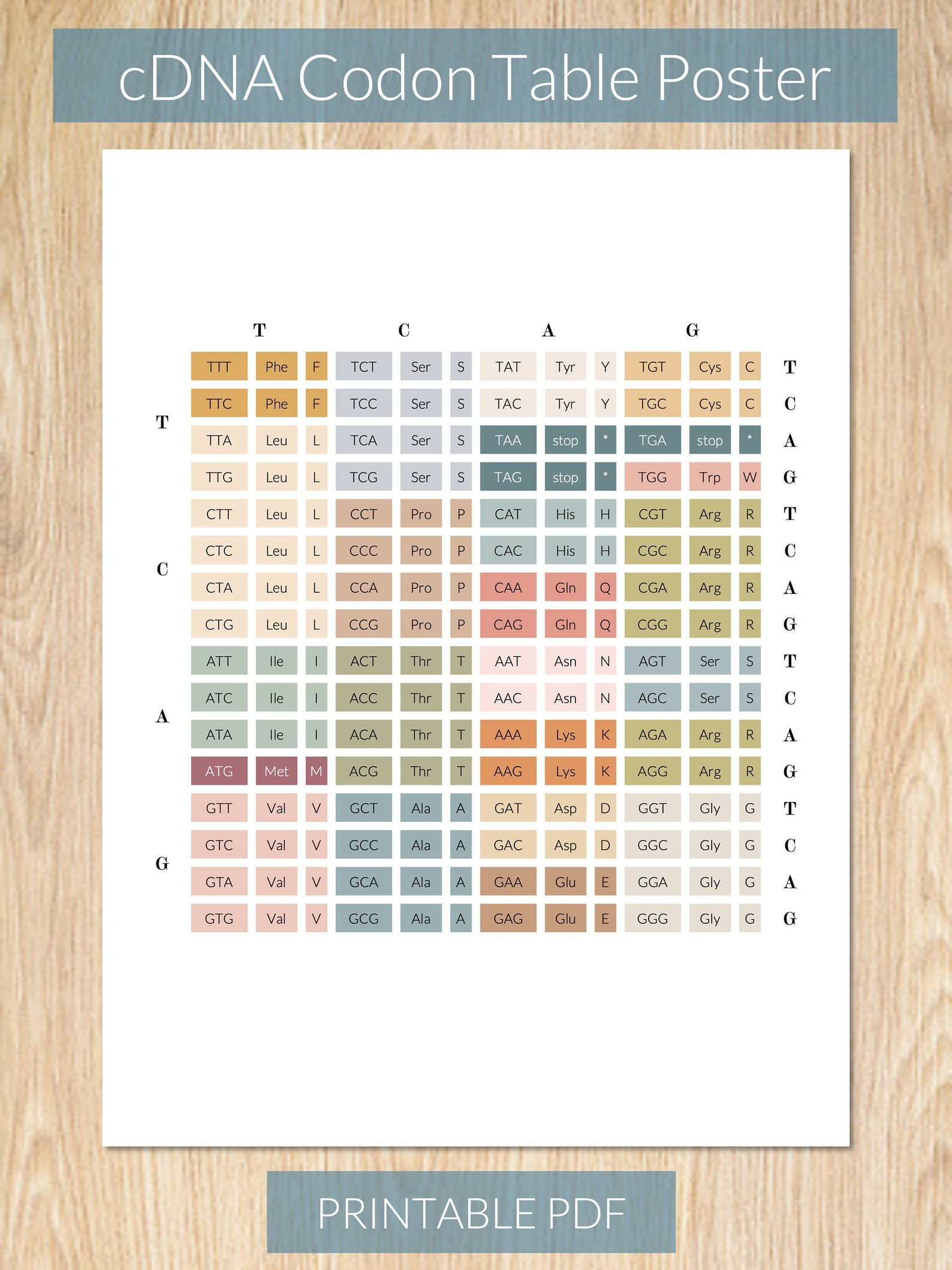 DNA Codon Table Printable Poster - Etsy