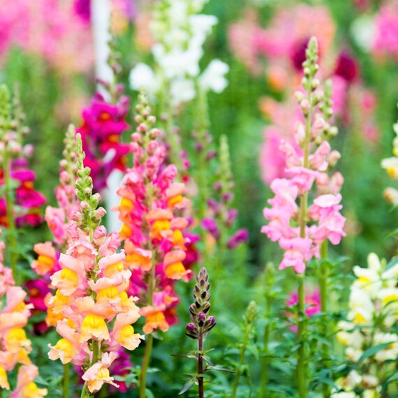 Organic Snapdragon Seeds Assorted Colours Including Yellow - Etsy