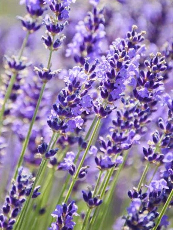 Dwarf Lavender Perfect for Container Growing and Drying Pack - Etsy Canada