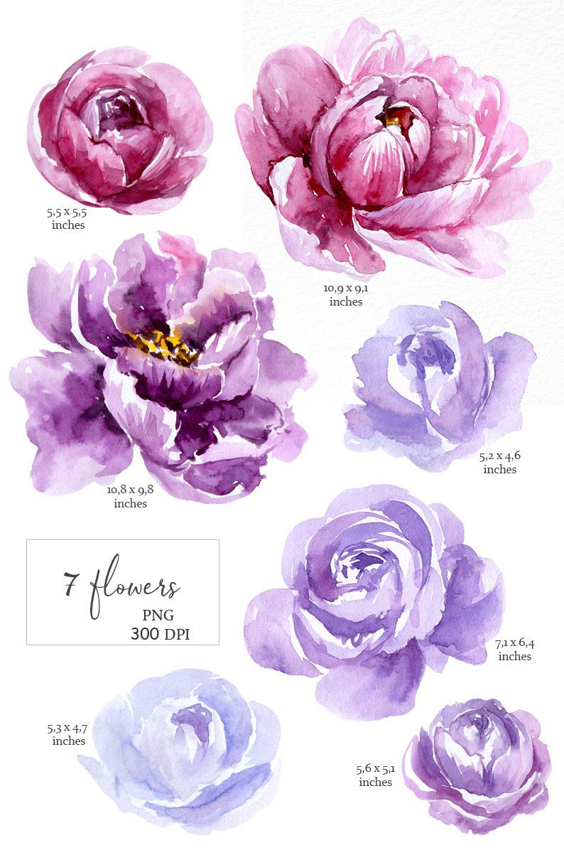 Spring Flowers Watercolor Clipart Pink Purple Peonys Clipart | Etsy Canada