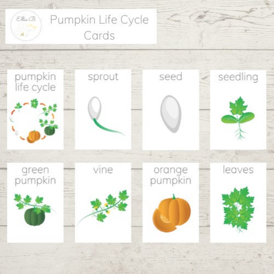 Pumpkin Life Cycle Flashcards - Etsy
