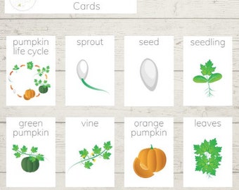 Pumpkin Life Cycle Flashcards, Nature Study Flash Cards, Nature ...