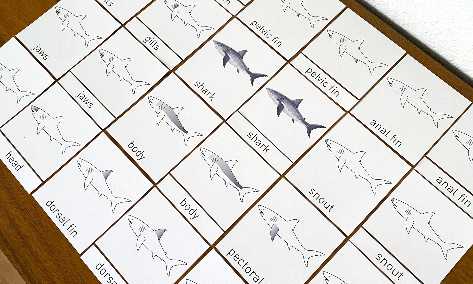 Shark Unit Study Realistic Shark Shark Packet Montessori 3 - Etsy
