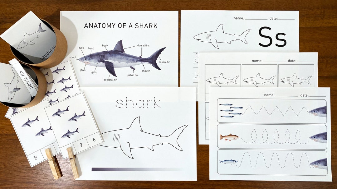 Shark Unit Study, Realistic Shark, Shark Packet, Montessori, 3 Part ...