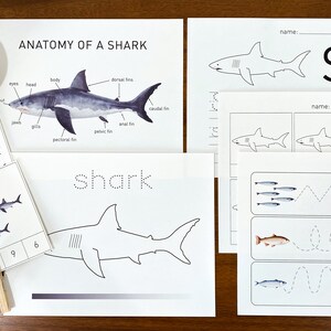 Shark Unit Study Realistic Shark Shark Packet Montessori 3 - Etsy