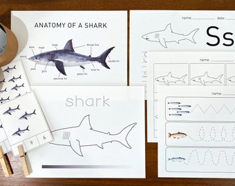 Montessori 3 Part Cards Parts of a Dragonfly - Etsy