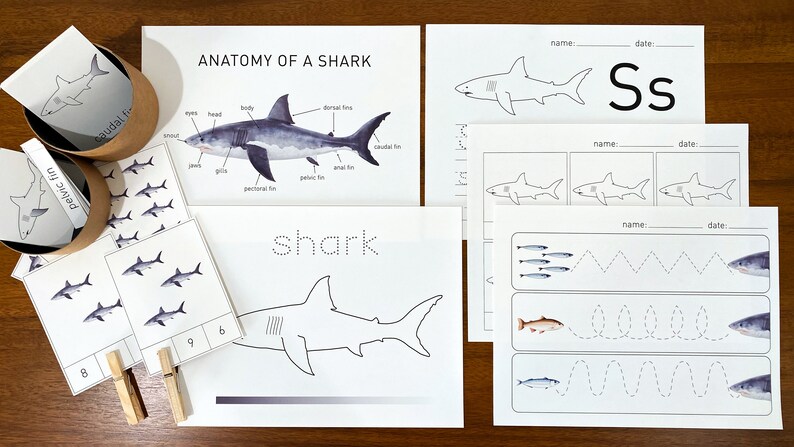 Shark Unit Study Realistic Shark Shark Packet Montessori 3 - Etsy
