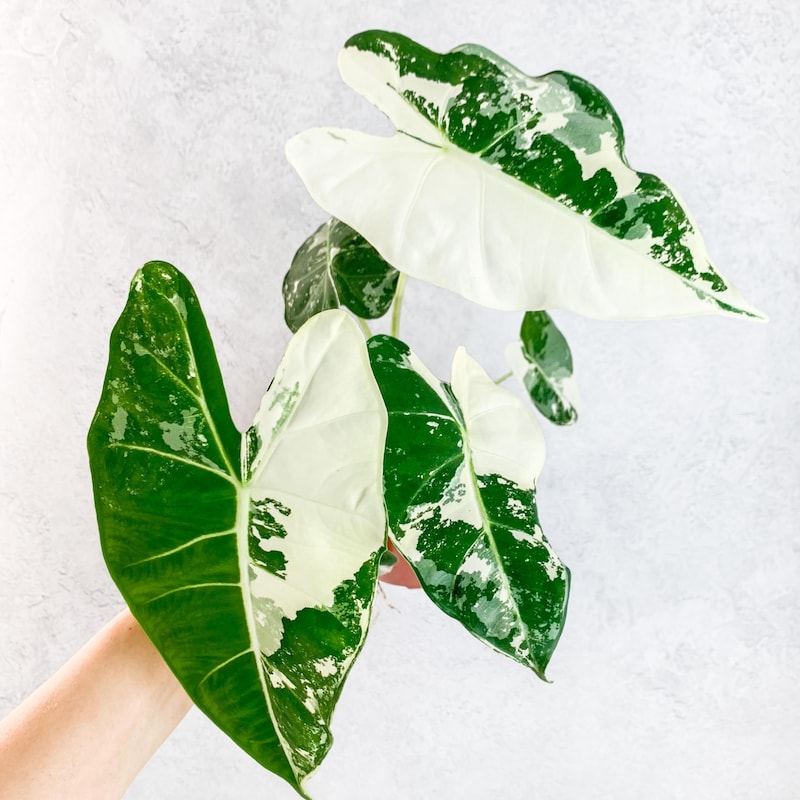 House Plants Corms - Etsy UK