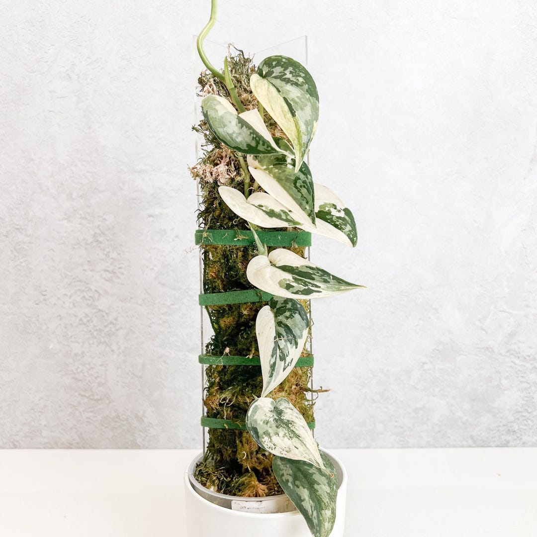 Premium Acrylic Moss Poles | House Plant Support, Plant Stake, Plant ...